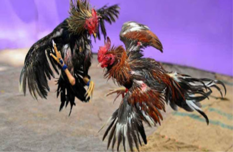 Mastering Iron Spur Chicken Fights: Strategic Early Match Advantage